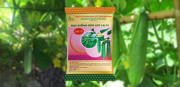 Dưa leo lai F1: CuC 71