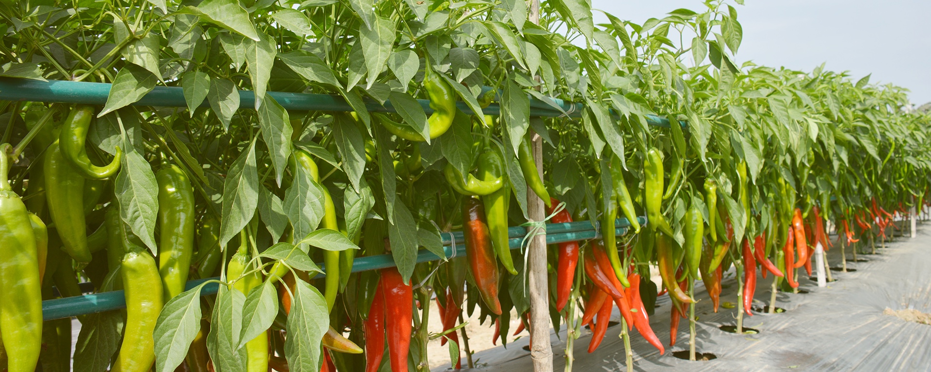 Organic Farm