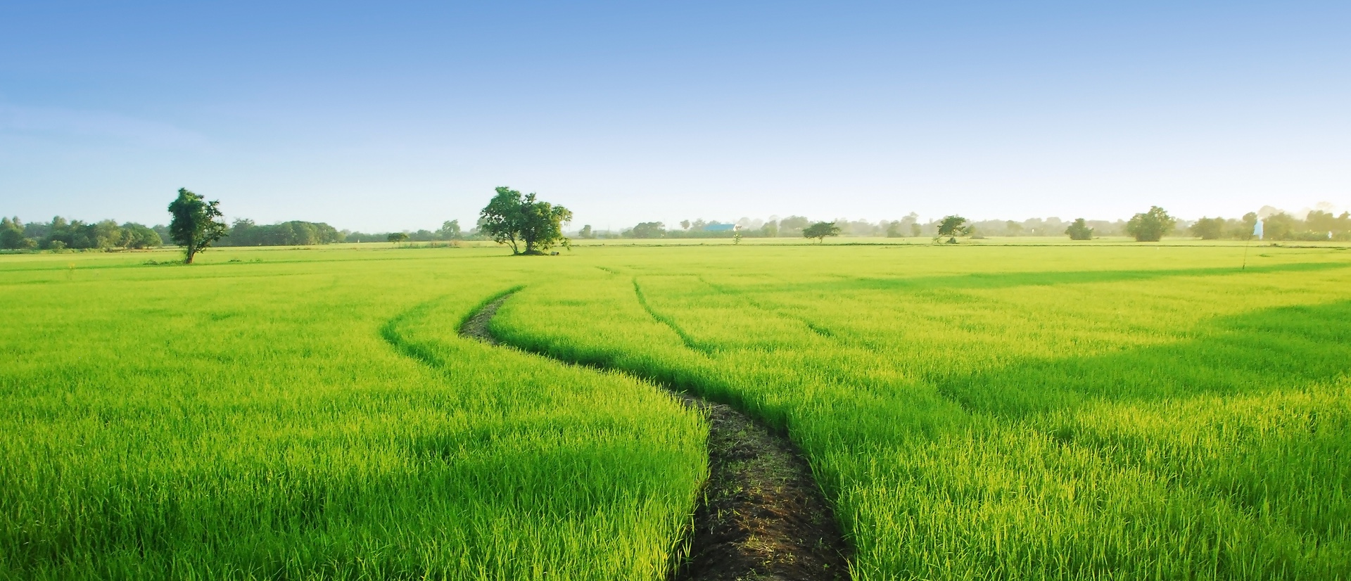 Thông tin tuyển dụng - SSC | Công ty Cổ phần giống cây trồng miền Nam