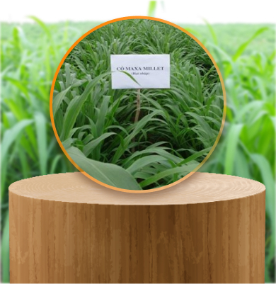 Cỏ Maxa Millet
